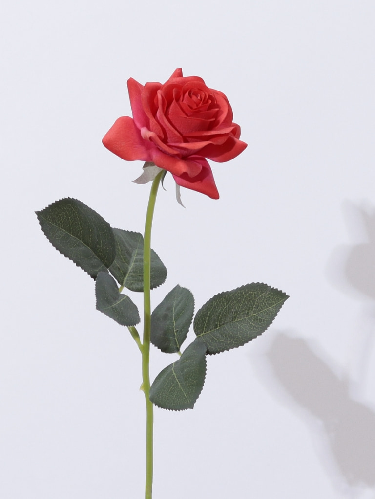 お花と贈り物を組み合わせた新ブランド「Bloom365（ブルームサンロクゴ）」